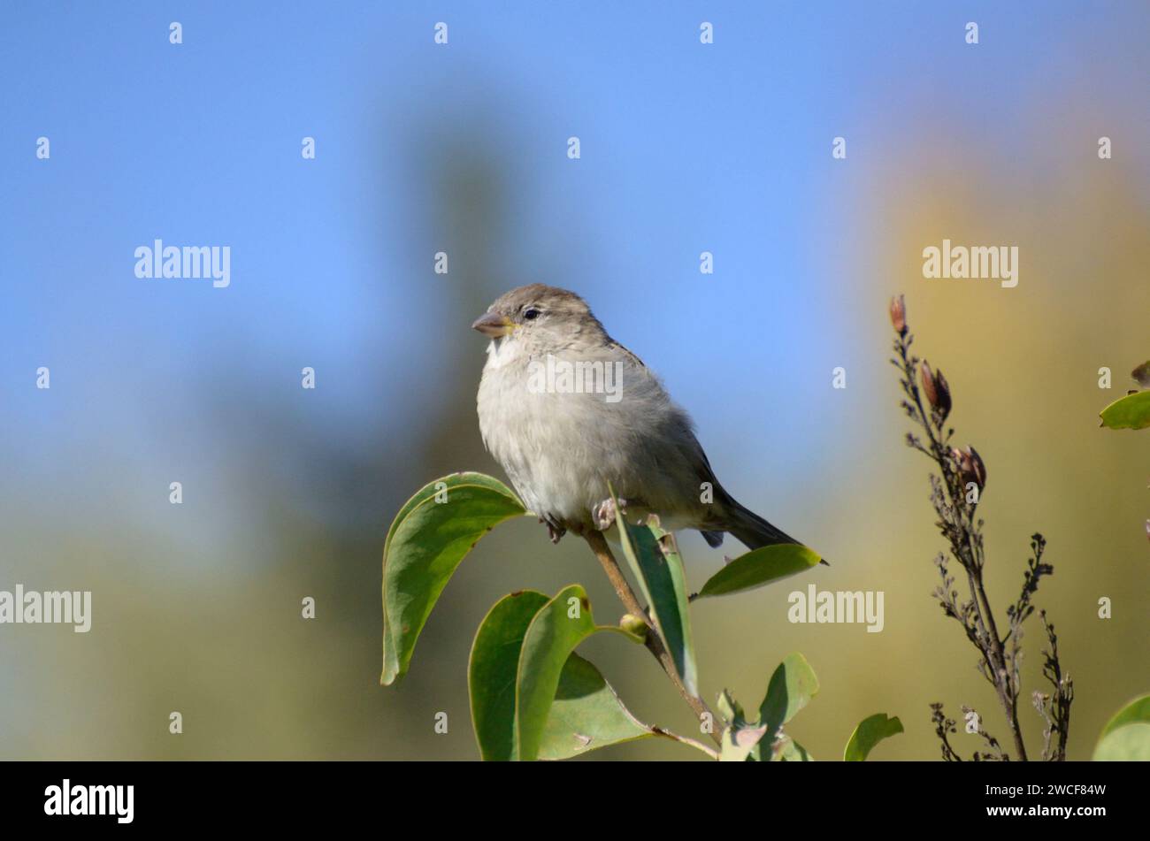 Pearched bird hi-res stock photography and images - Alamy