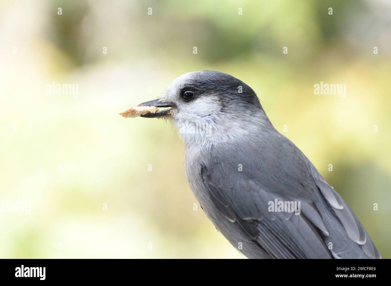 Bird eating seed hi-res stock photography and images - Alamy