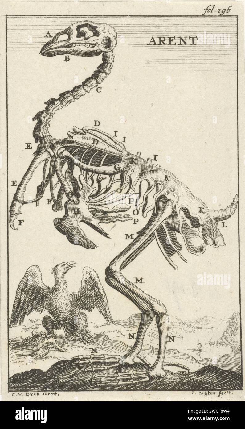 Birds skeletal framework hi-res stock photography and images - Alamy