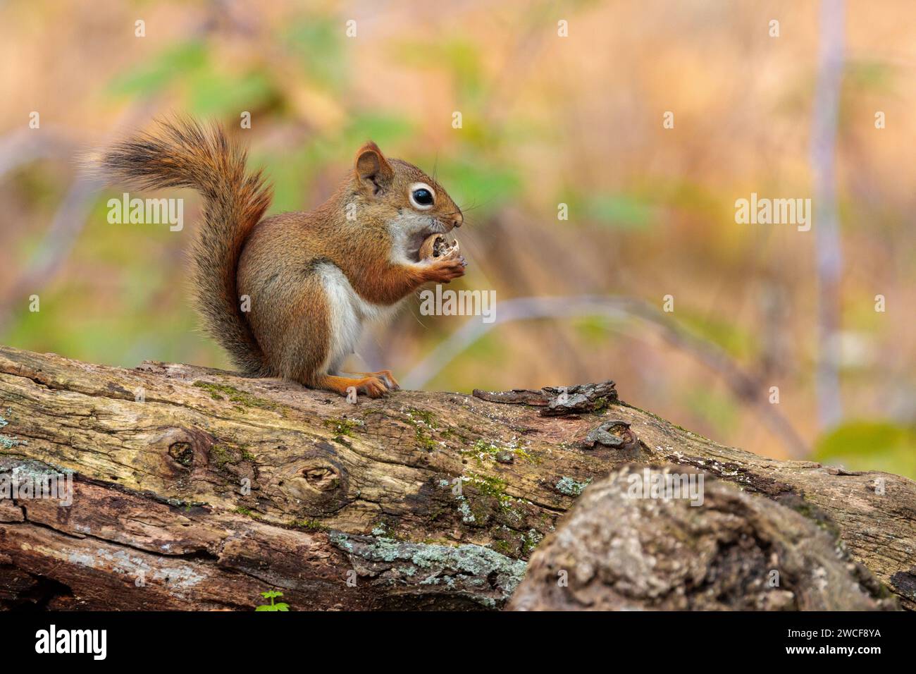 American Red Squirrel Stock Photo - Alamy