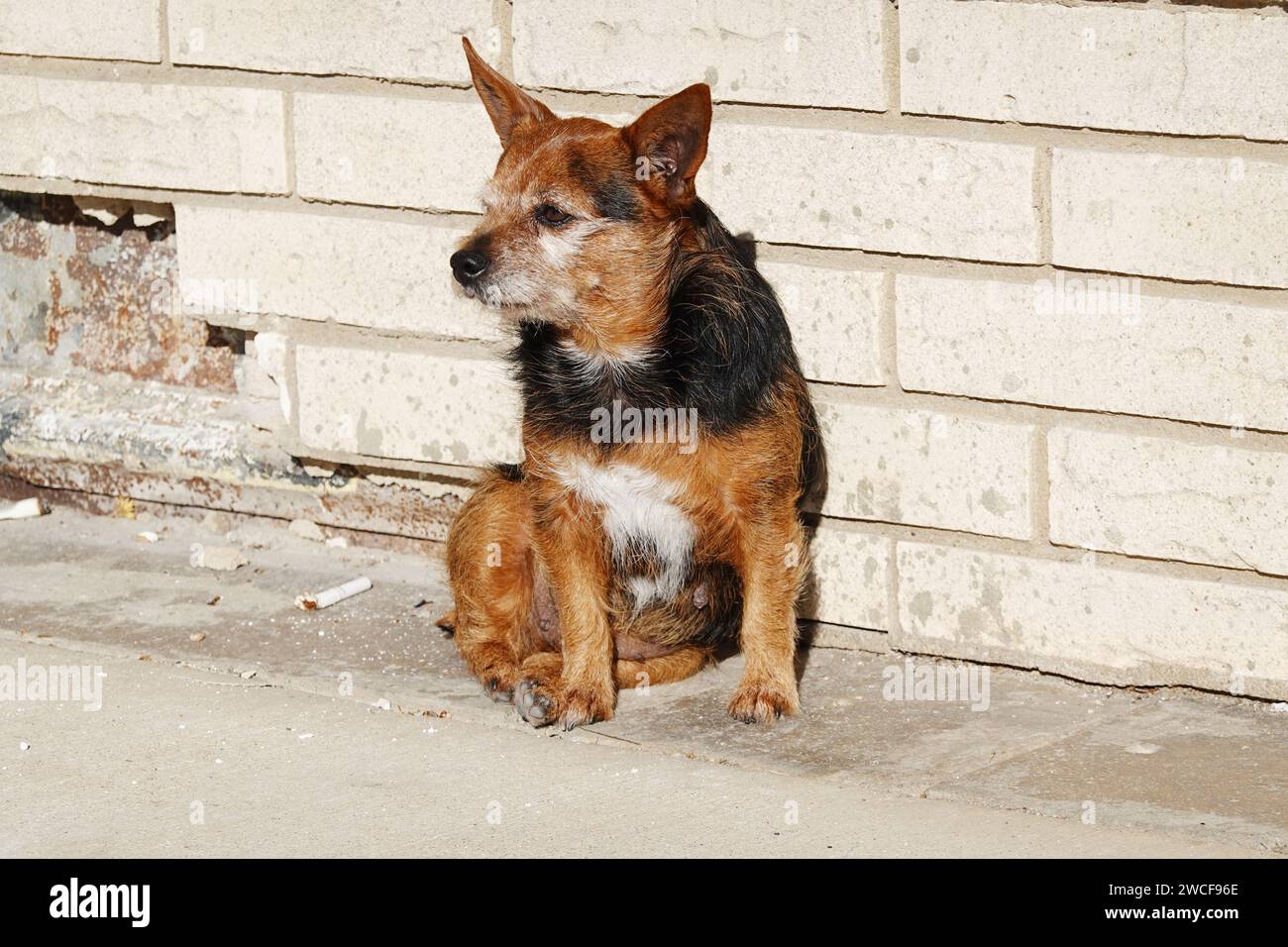 Mutt photo hi-res stock photography and images - Alamy