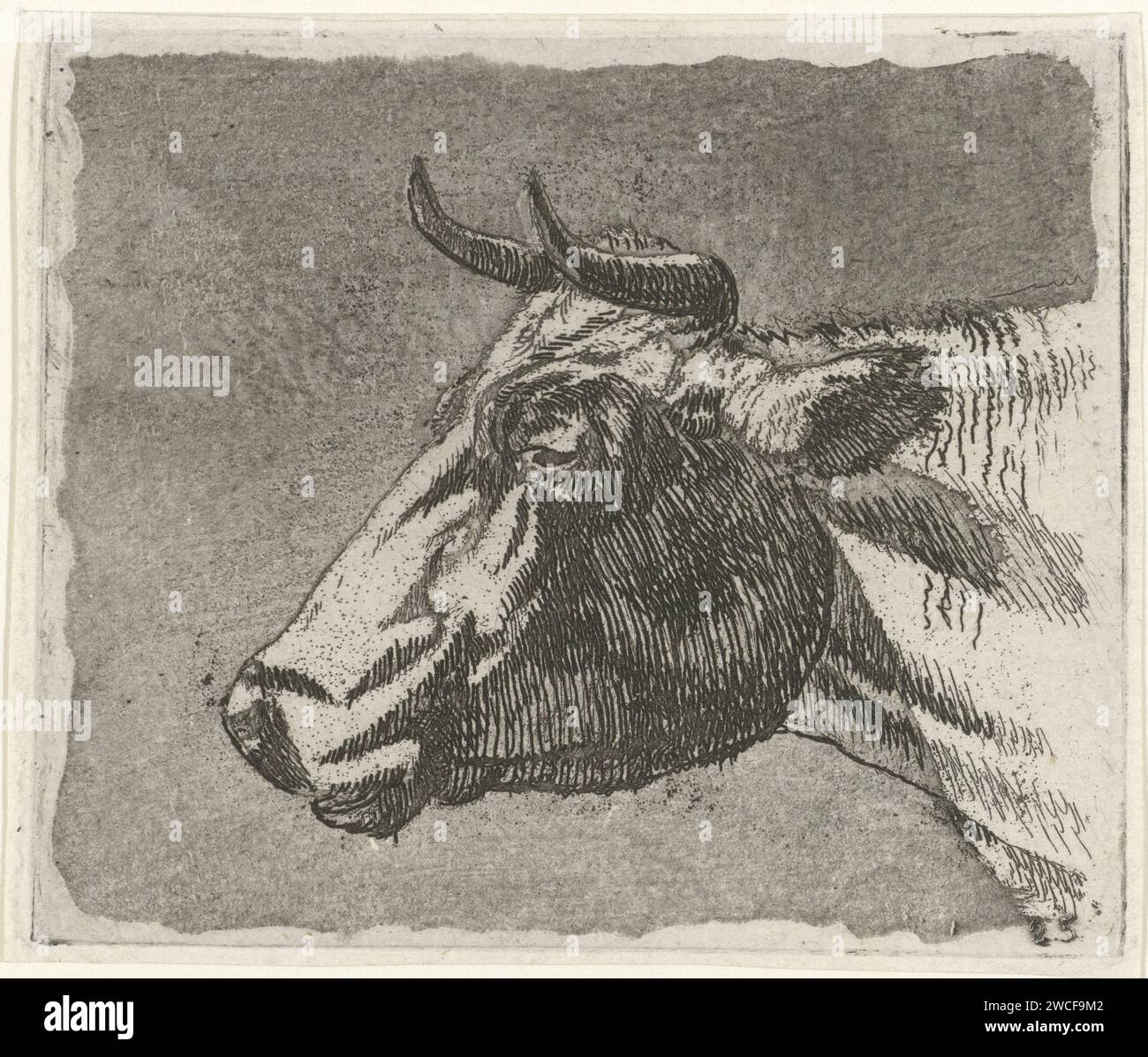 Cow's head, Johannes Janson, 1761 - 1784 print Cow head, to the left ...