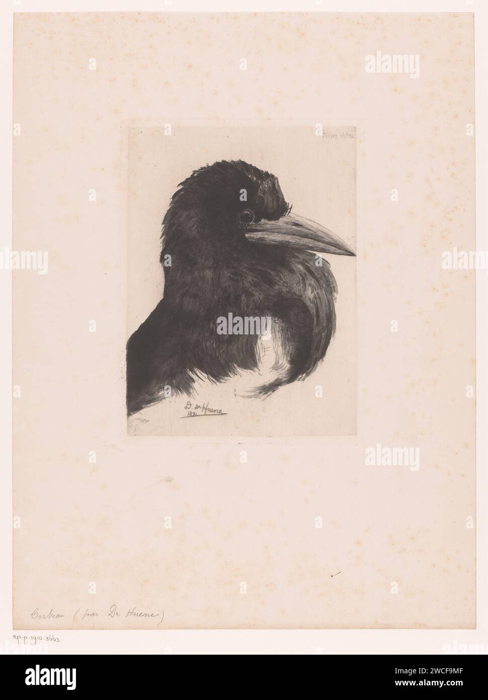 Raaf, Daniël De Haene, 1891 print paper etching song-birds: raven Stock ...