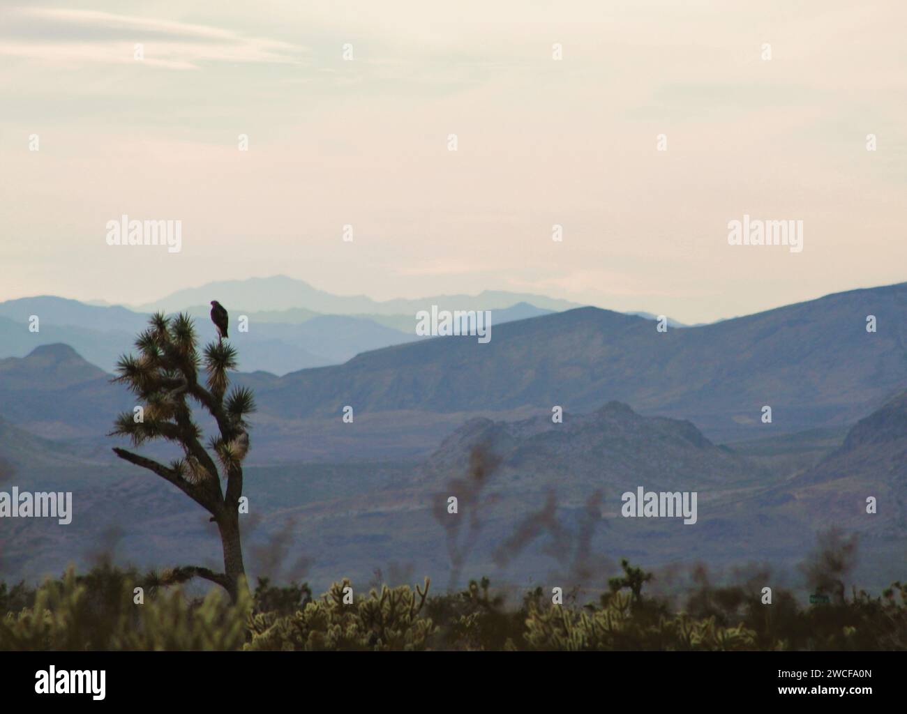 Hawk on a Joshua Tree in Mohave County, Az looking west into Calif ...