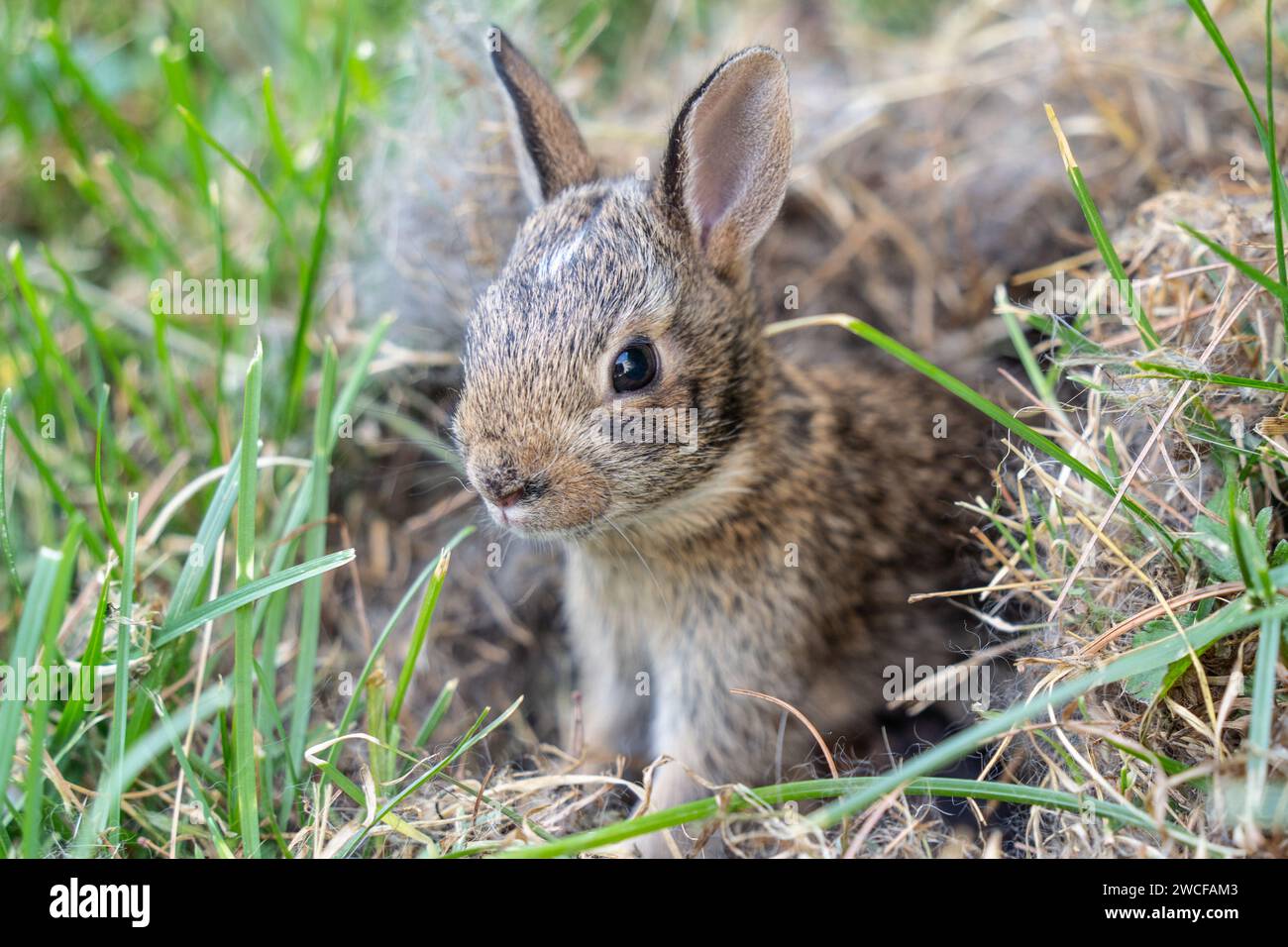 Baby bunny eastern cottontail nest hi-res stock photography and images ...