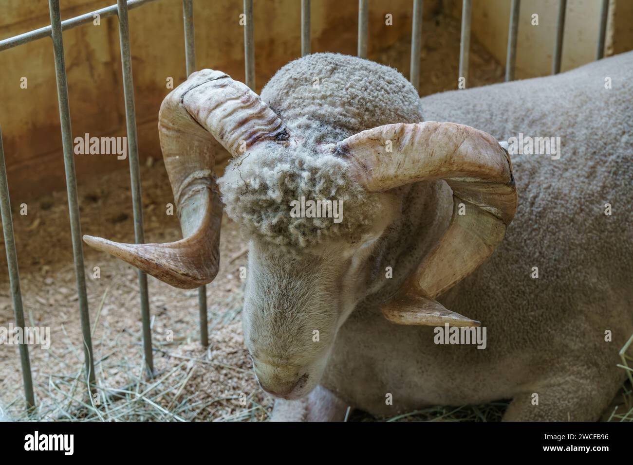 Ram and Ewes in pens at the state fair Stock Photo - Alamy