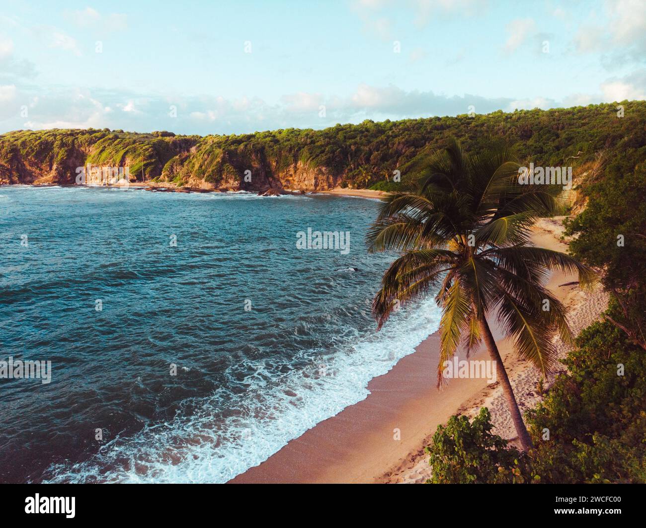 Puerto rico beach and a single tree palm in the morning from "playa ...