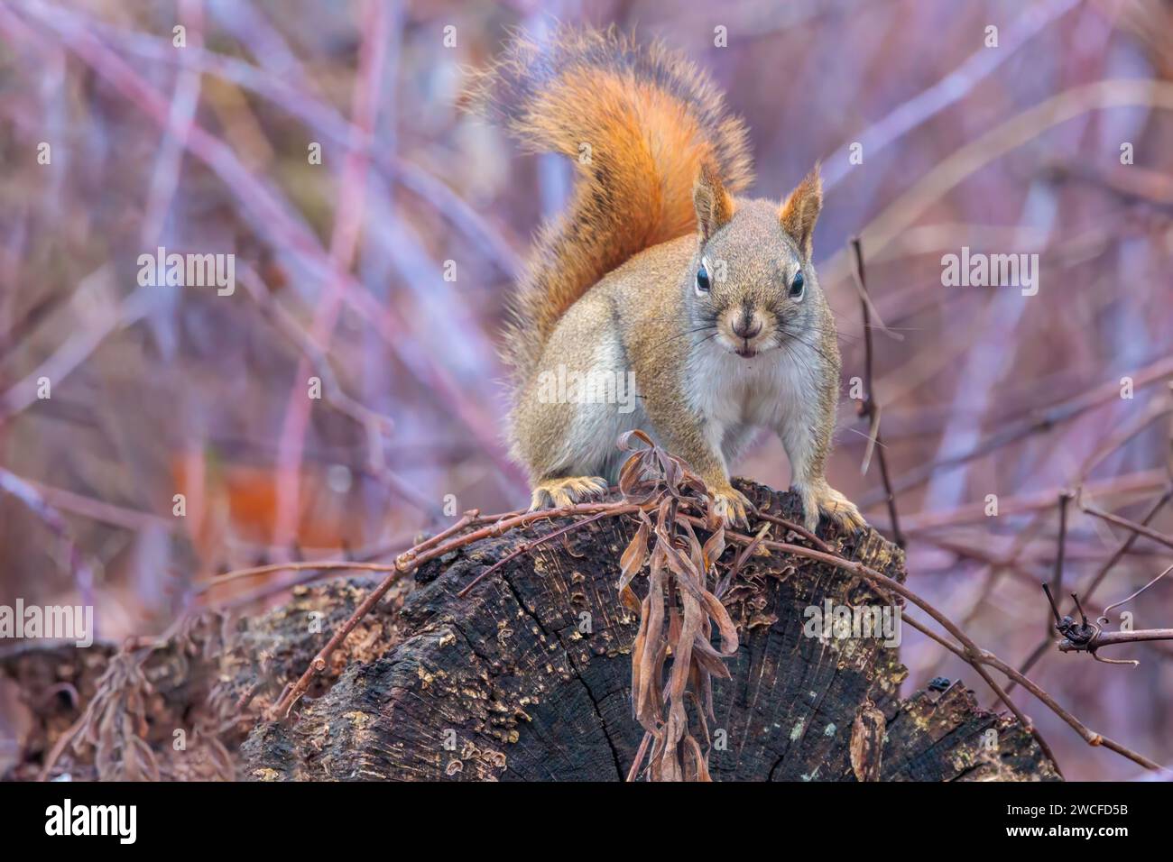 American Red Squirrel Stock Photo - Alamy