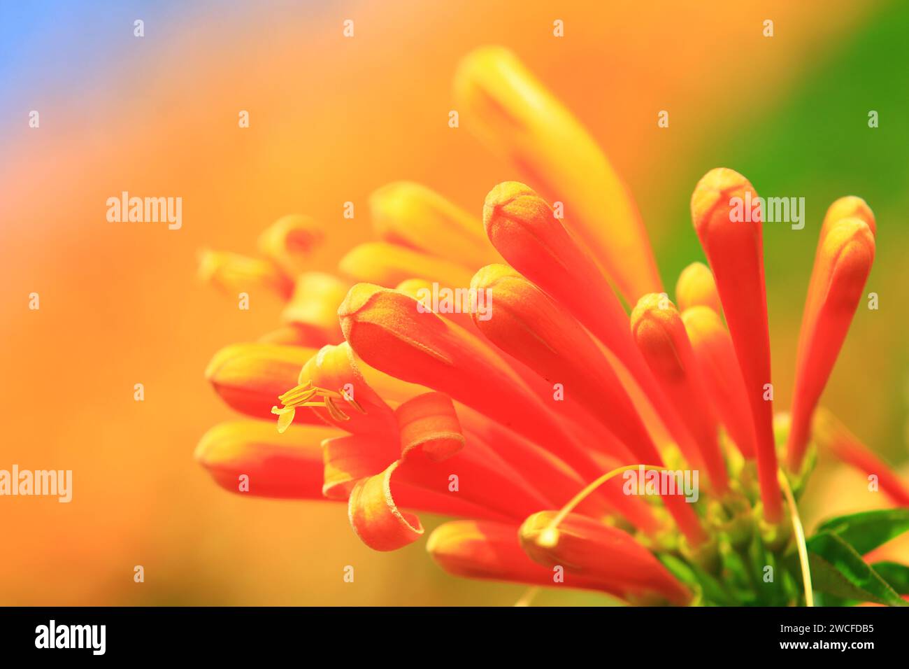 Flaming Trumpet or Fire-cracker Vine or Orange-trumpet Vine flowers ...