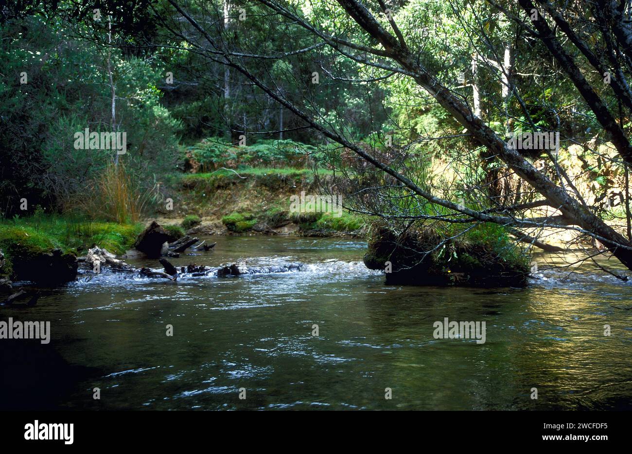 Water stream in rain forest, Tasmania, Australia Stock Photo - Alamy