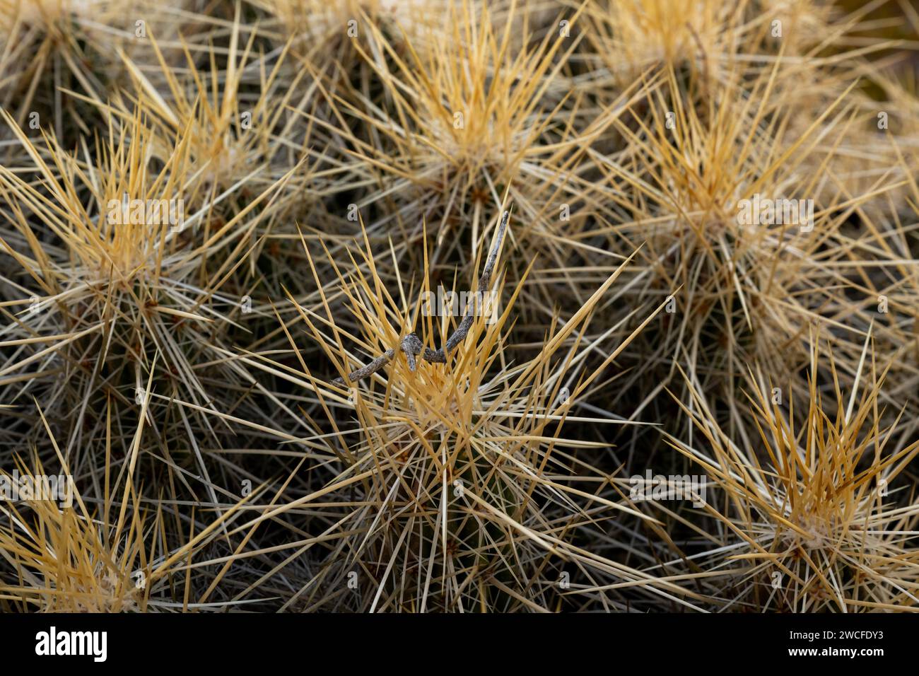 Broken cactus hi-res stock photography and images - Alamy