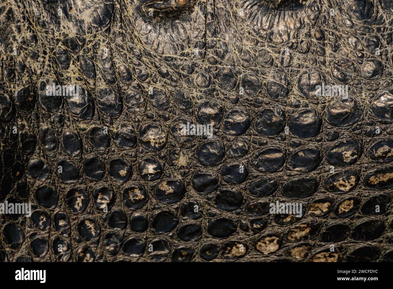 Side Belly Of Alligator Skin Close Up Background Image Stock Photo - Alamy