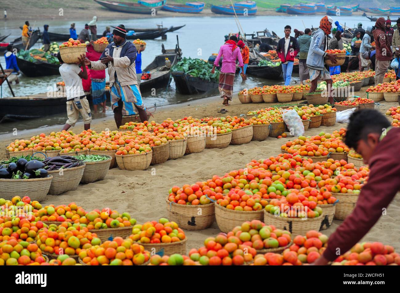 10 January 2024 Sylhet-Bangladesh: Hundreds of farmers have come from ...