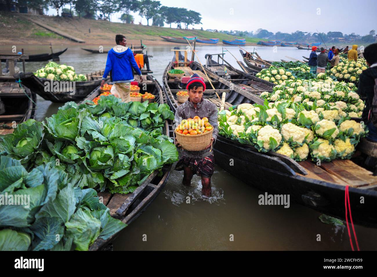 10 January 2024 Sylhet-Bangladesh: Hundreds of farmers have come from ...