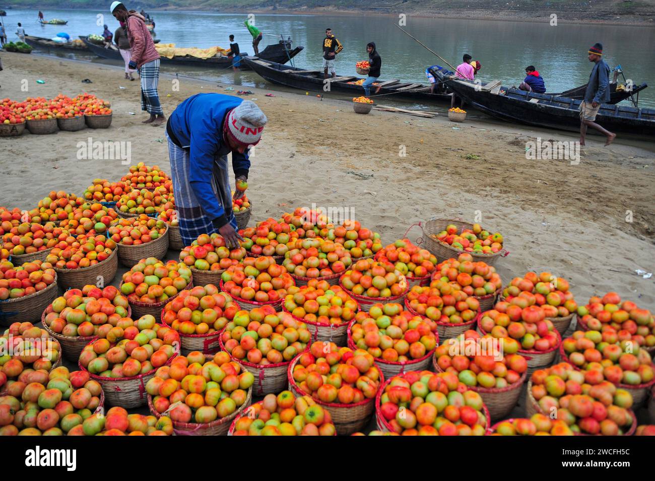 10 January 2024 Sylhet-Bangladesh: Hundreds of farmers have come from ...