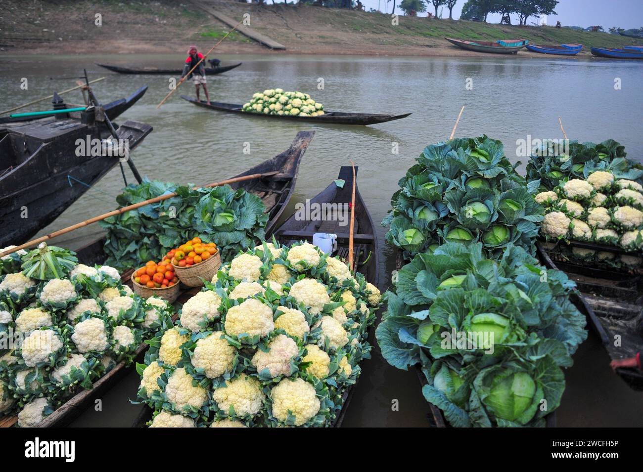 10 January 2024 Sylhet-Bangladesh: Hundreds of farmers have come from ...