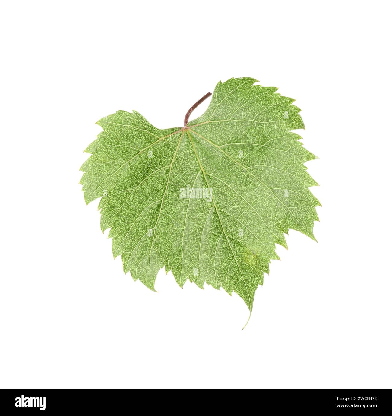 One green grape leaf hi-res stock photography and images - Alamy