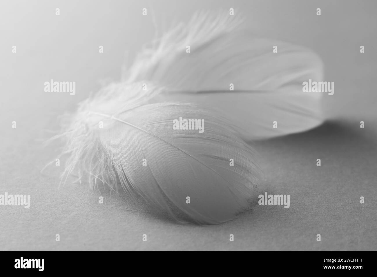 Grey feathers plumage Black and White Stock Photos & Images - Alamy