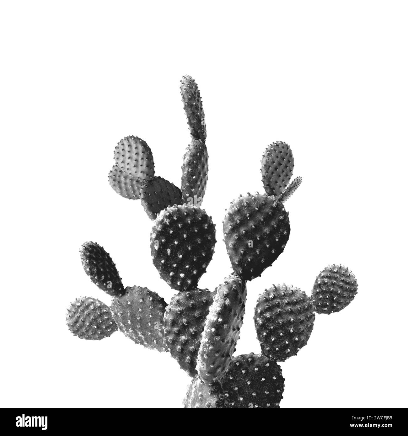 Cactus on white background Black and White Stock Photos & Images - Alamy