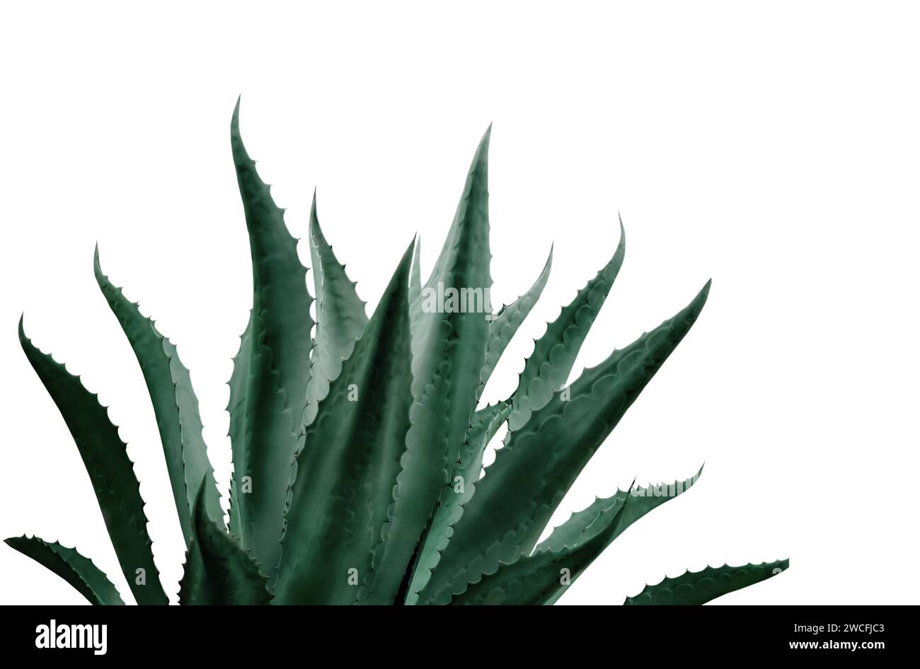 Beautiful agave plant on white background, color toned Stock Photo - Alamy