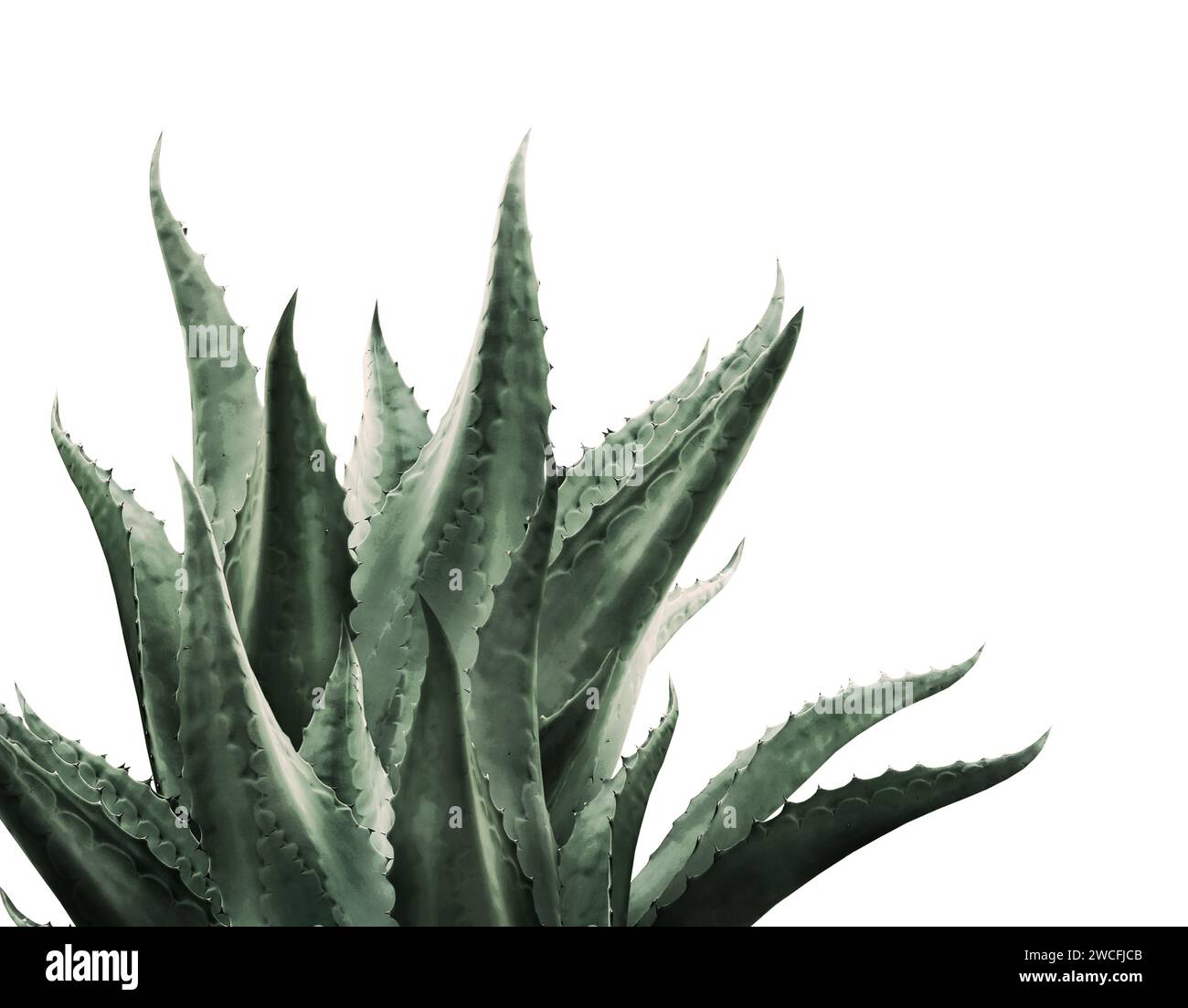 Beautiful agave plant on white background, color toned Stock Photo - Alamy