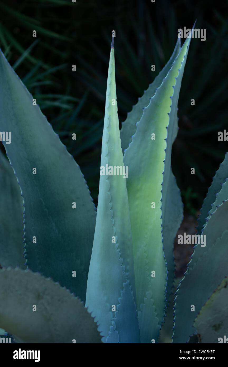 Large agave americana plant hi-res stock photography and images - Alamy