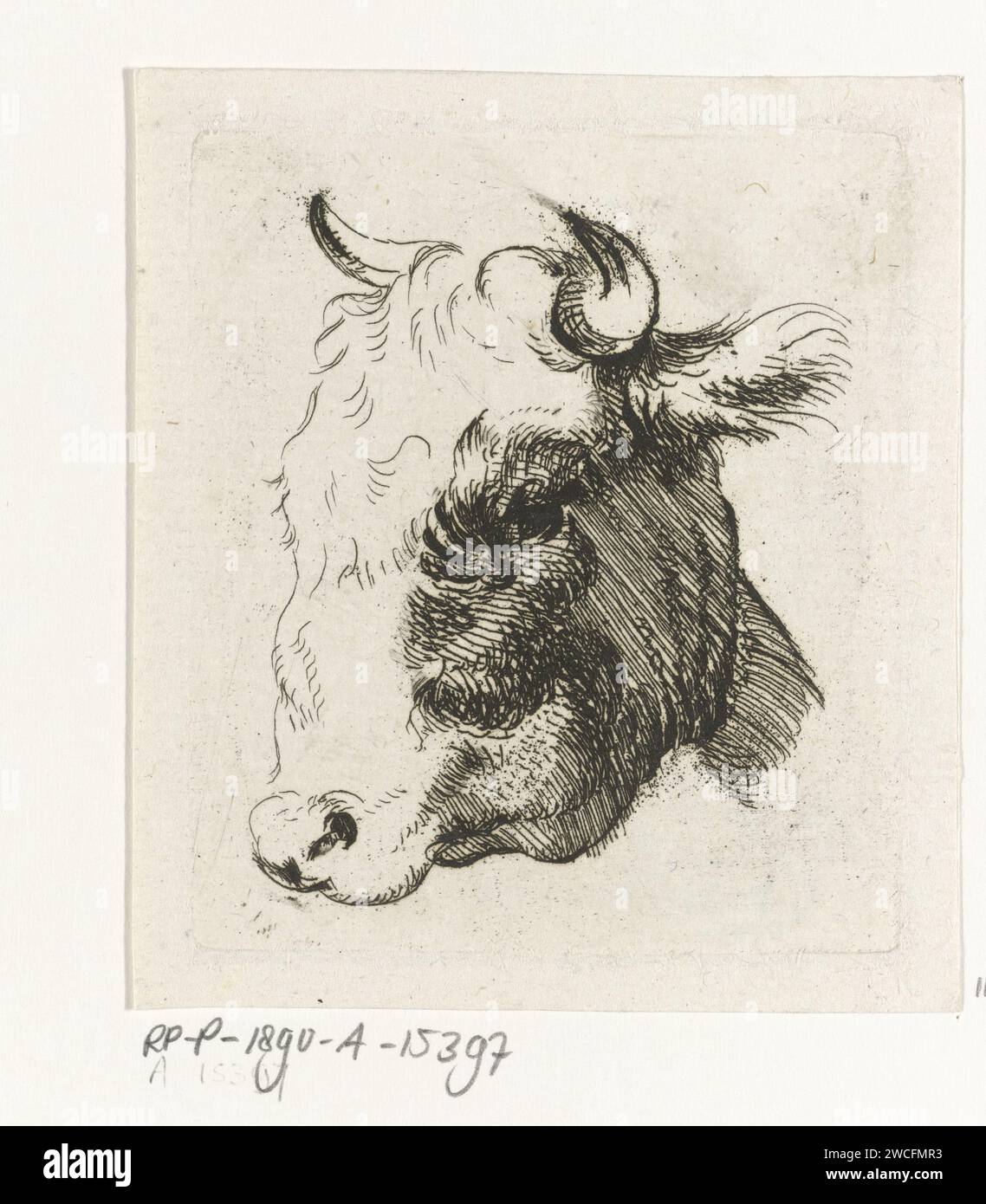 Study sheet with a cow's head, D. Merrem, after Nicolaes Pietersz ...