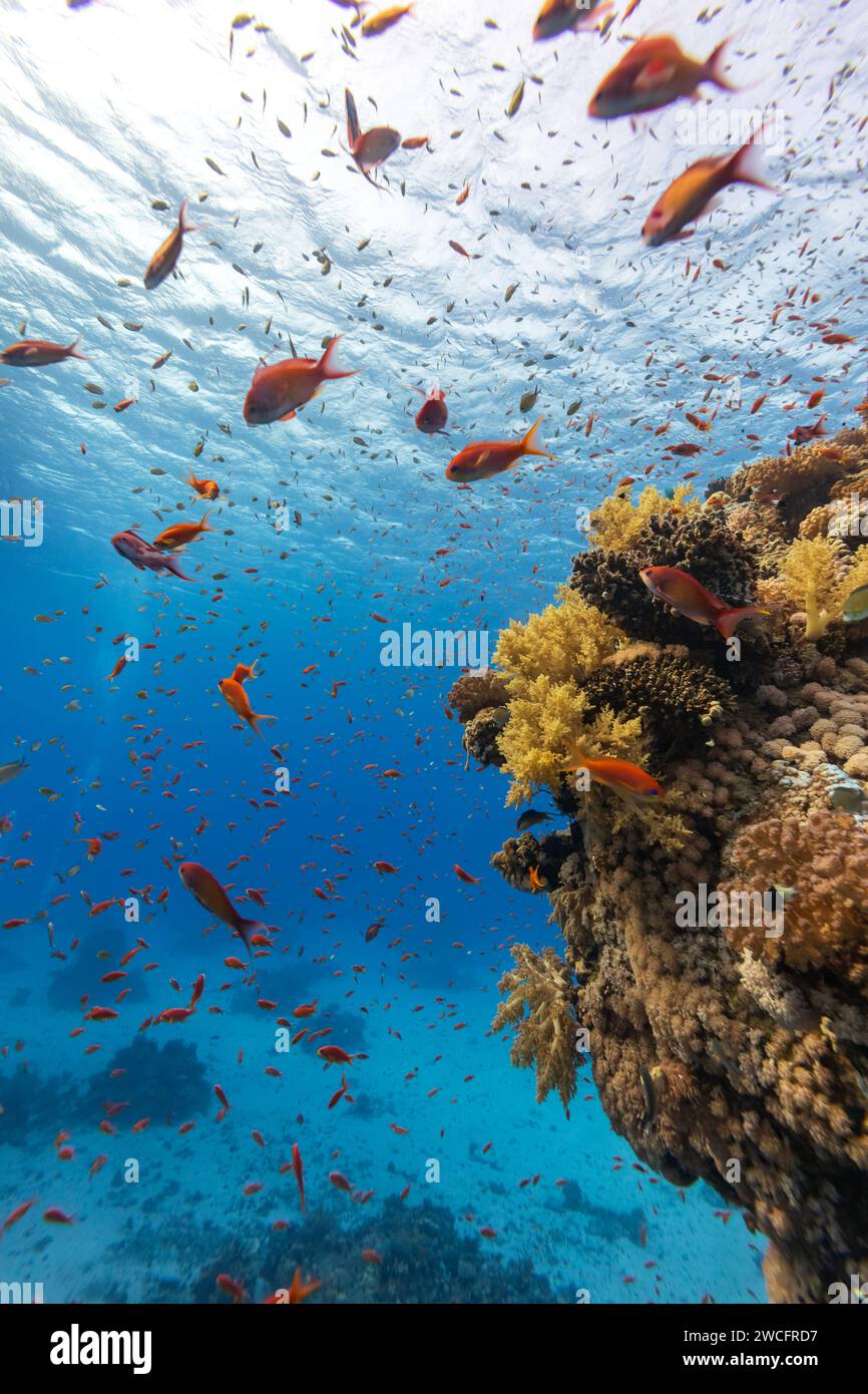 Tiny colorful reef fish, Antias, swim over beautiful healthy coral reef ...