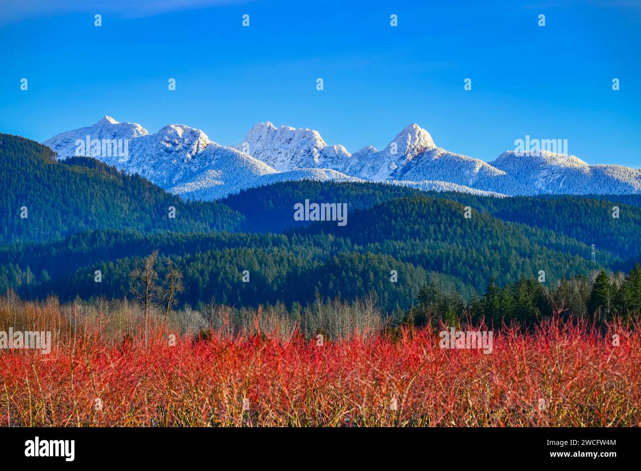 Golden Ears peaks with snow, from Pitt Meadows, British Columbia ...