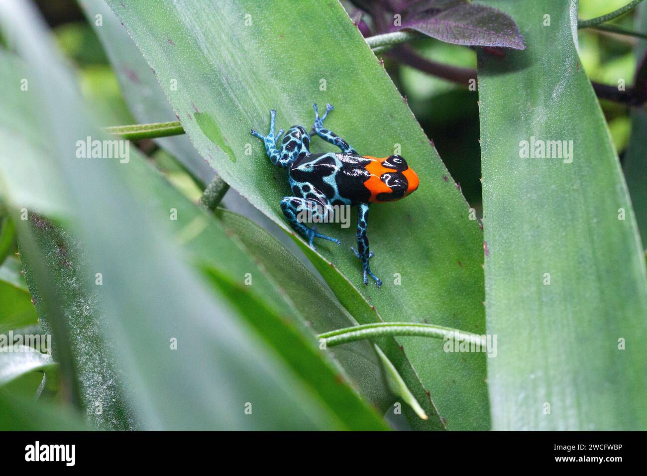 A captive bred female Ranitomeya benedicta, a species of poison dart ...