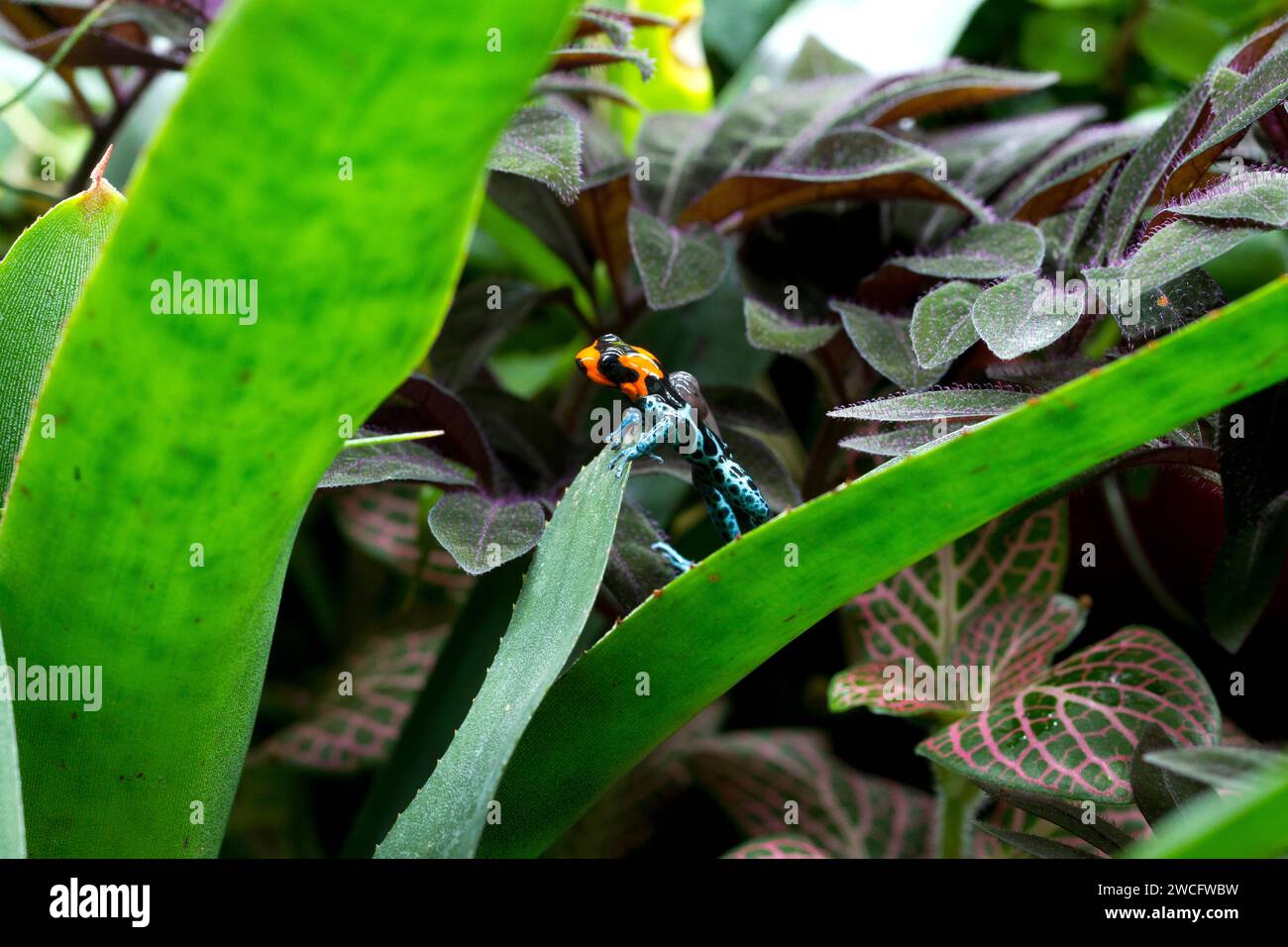 A captive bred male Ranitomeya benedicta, a species of poison dart ...