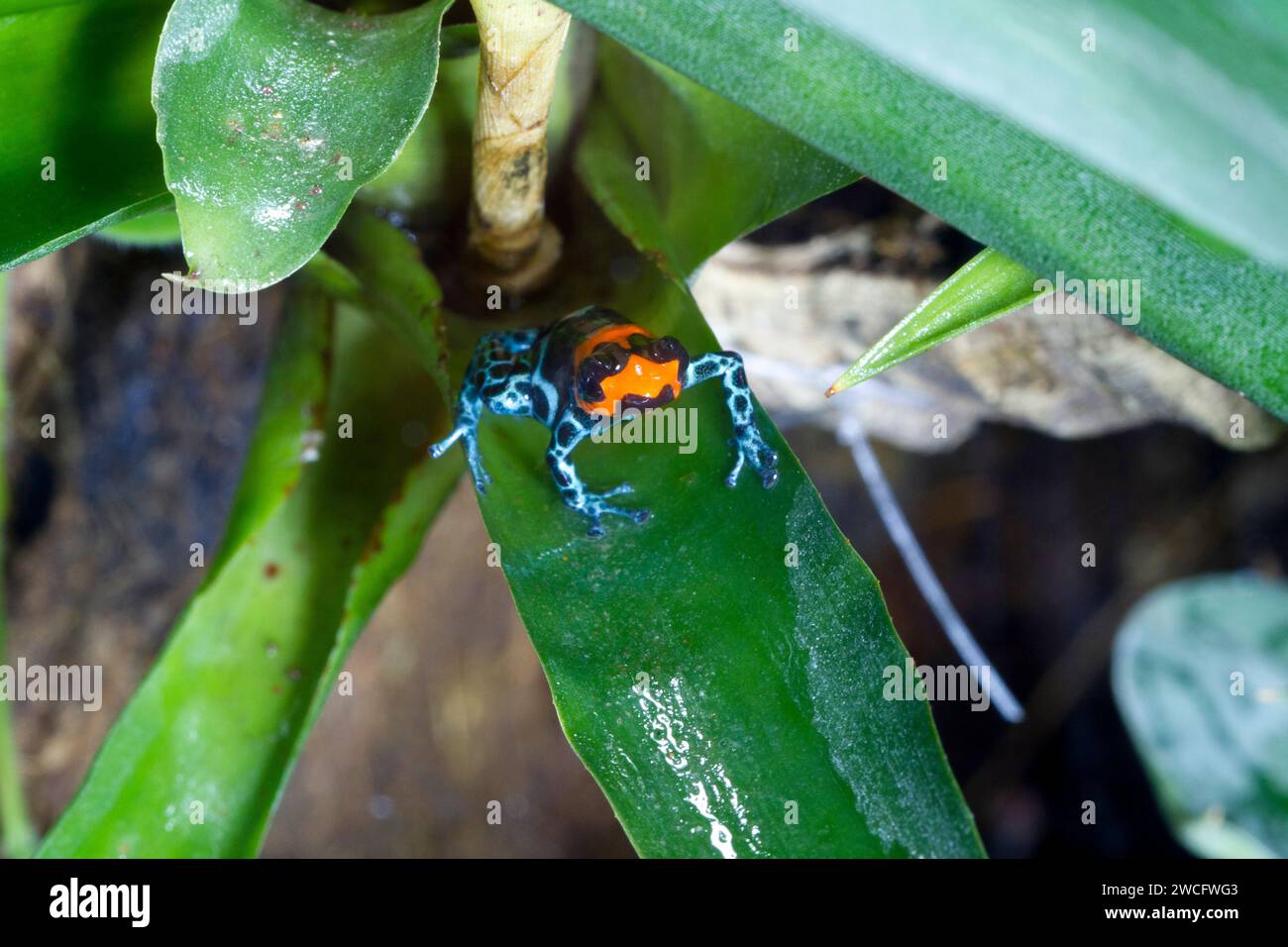 Female spiderman hi-res stock photography and images - Alamy