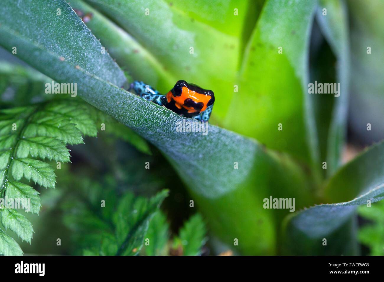 A captive bred male Ranitomeya benedicta, a species of poison dart ...