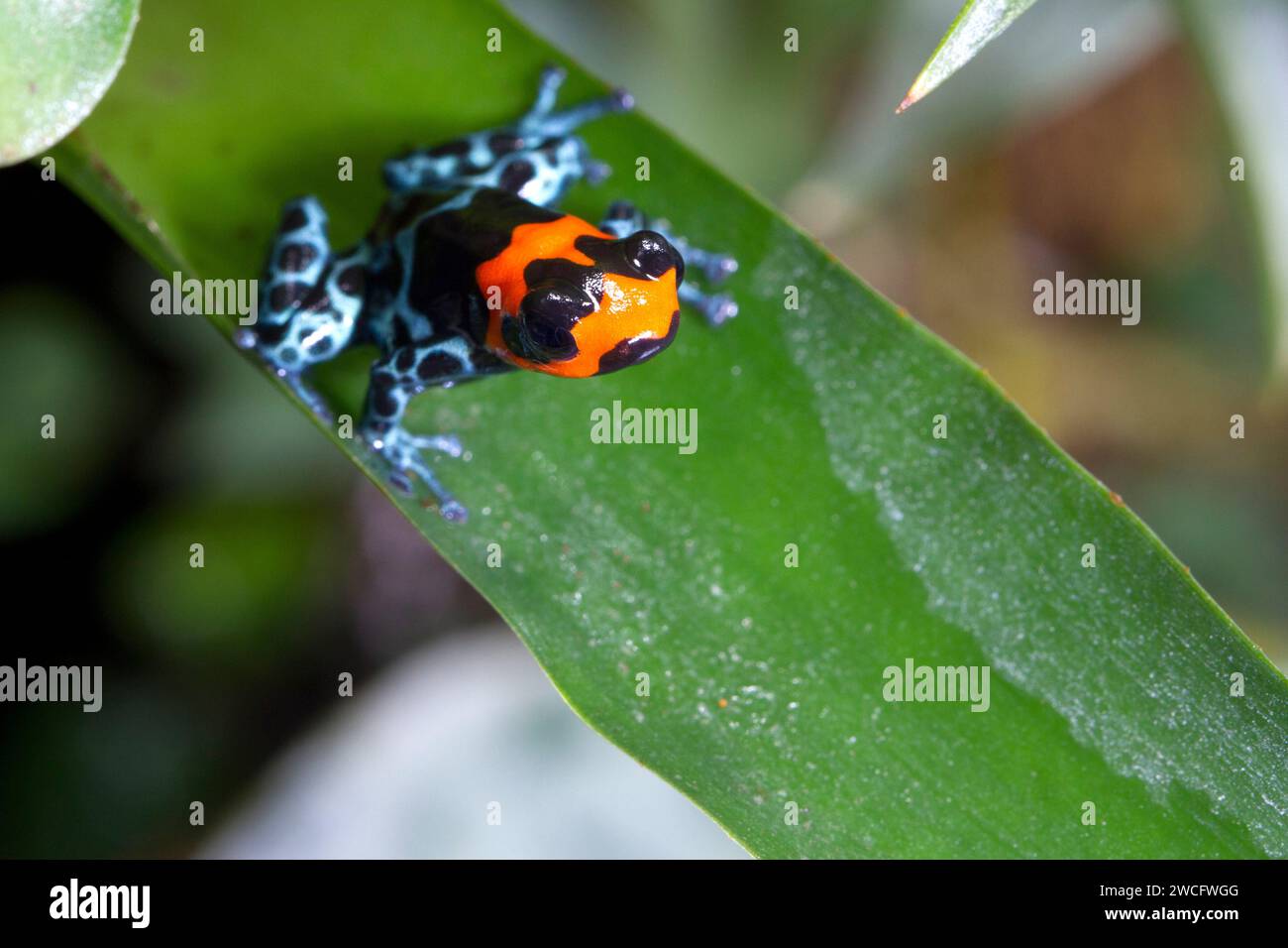 A captive bred female Ranitomeya benedicta, a species of poison dart ...