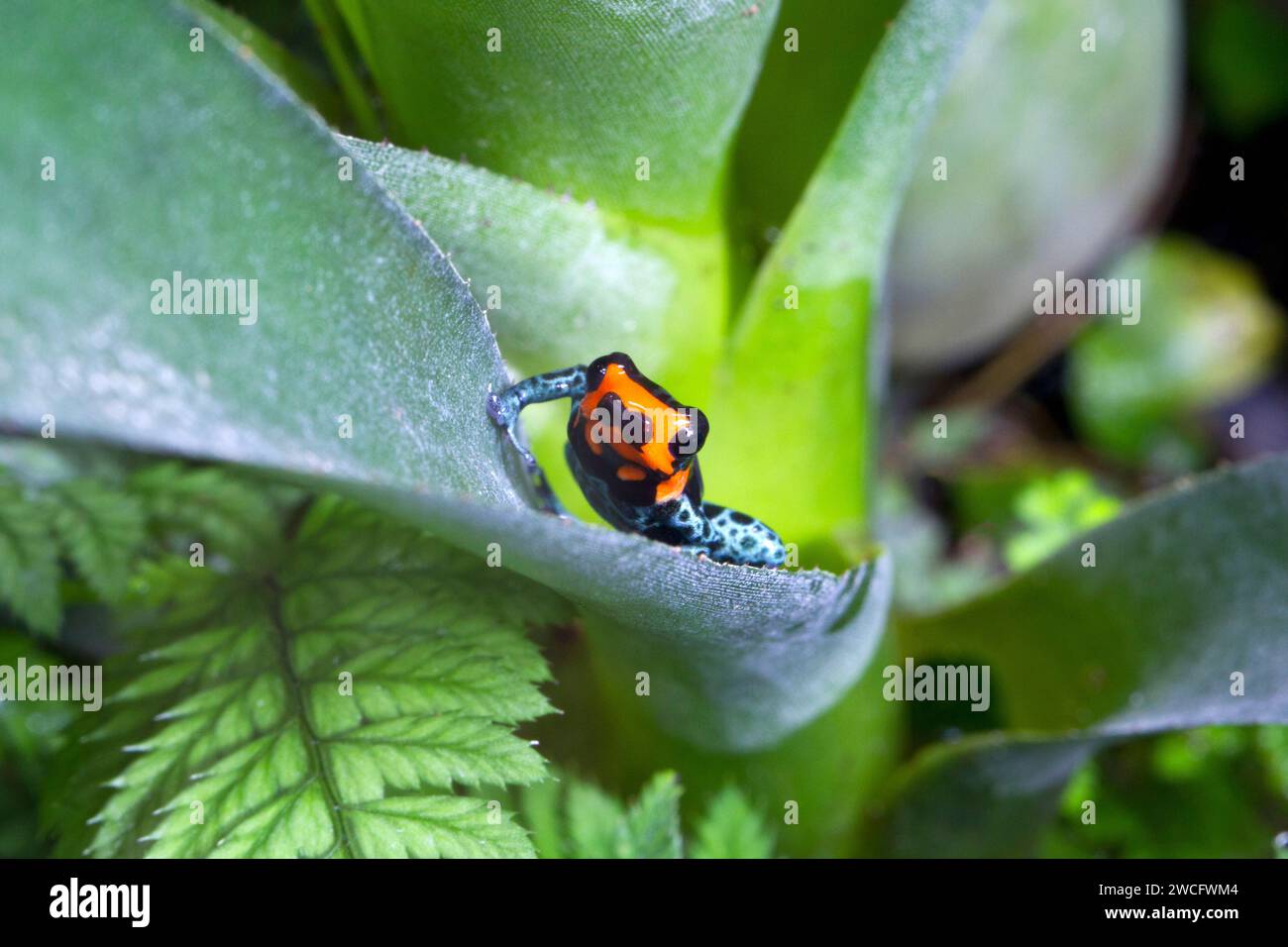 A captive bred male Ranitomeya benedicta, a species of poison dart ...