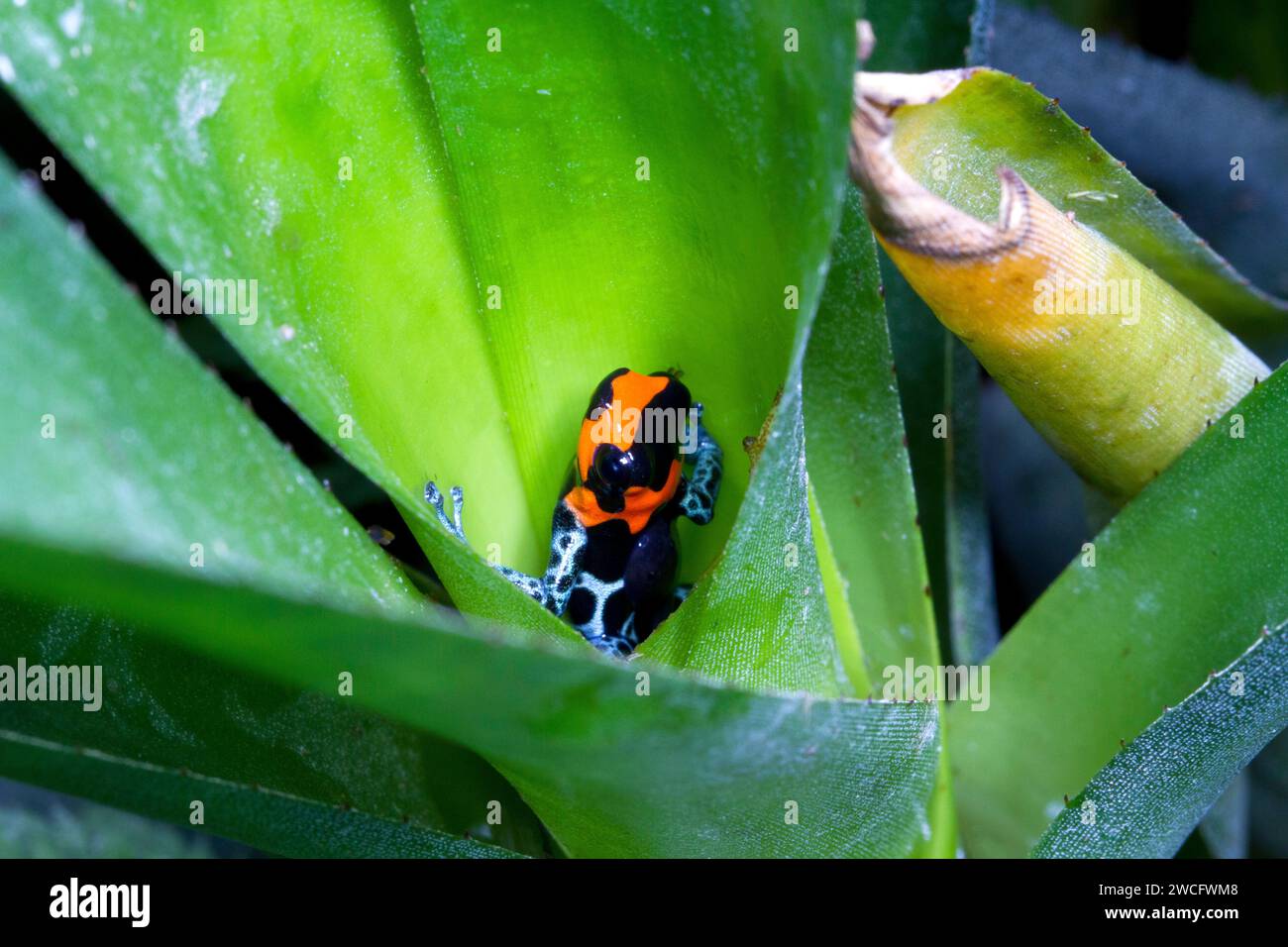 A captive bred male Ranitomeya benedicta, a species of poison dart ...