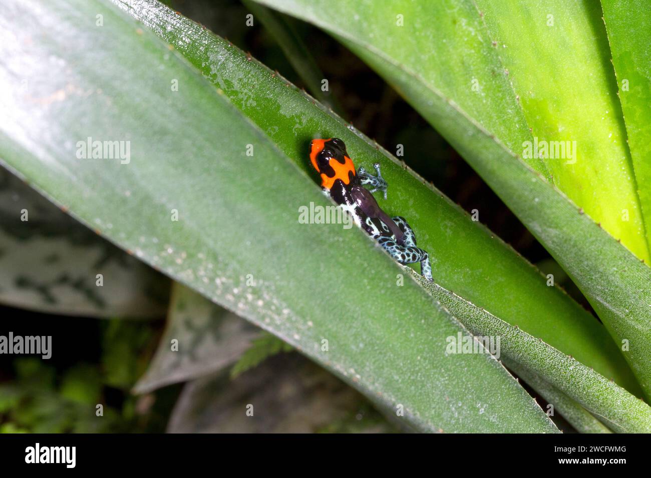 A captive bred male Ranitomeya benedicta, a species of poison dart ...