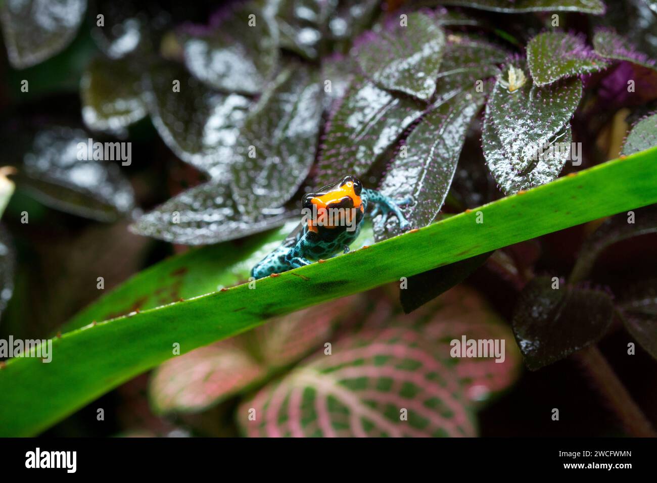A captive bred male Ranitomeya benedicta, a species of poison dart ...
