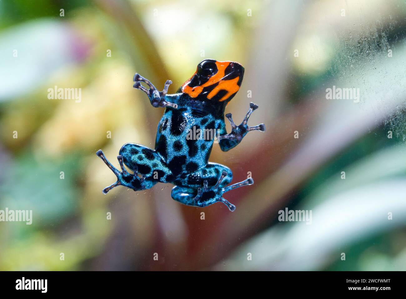Spiderman frog hi-res stock photography and images - Alamy