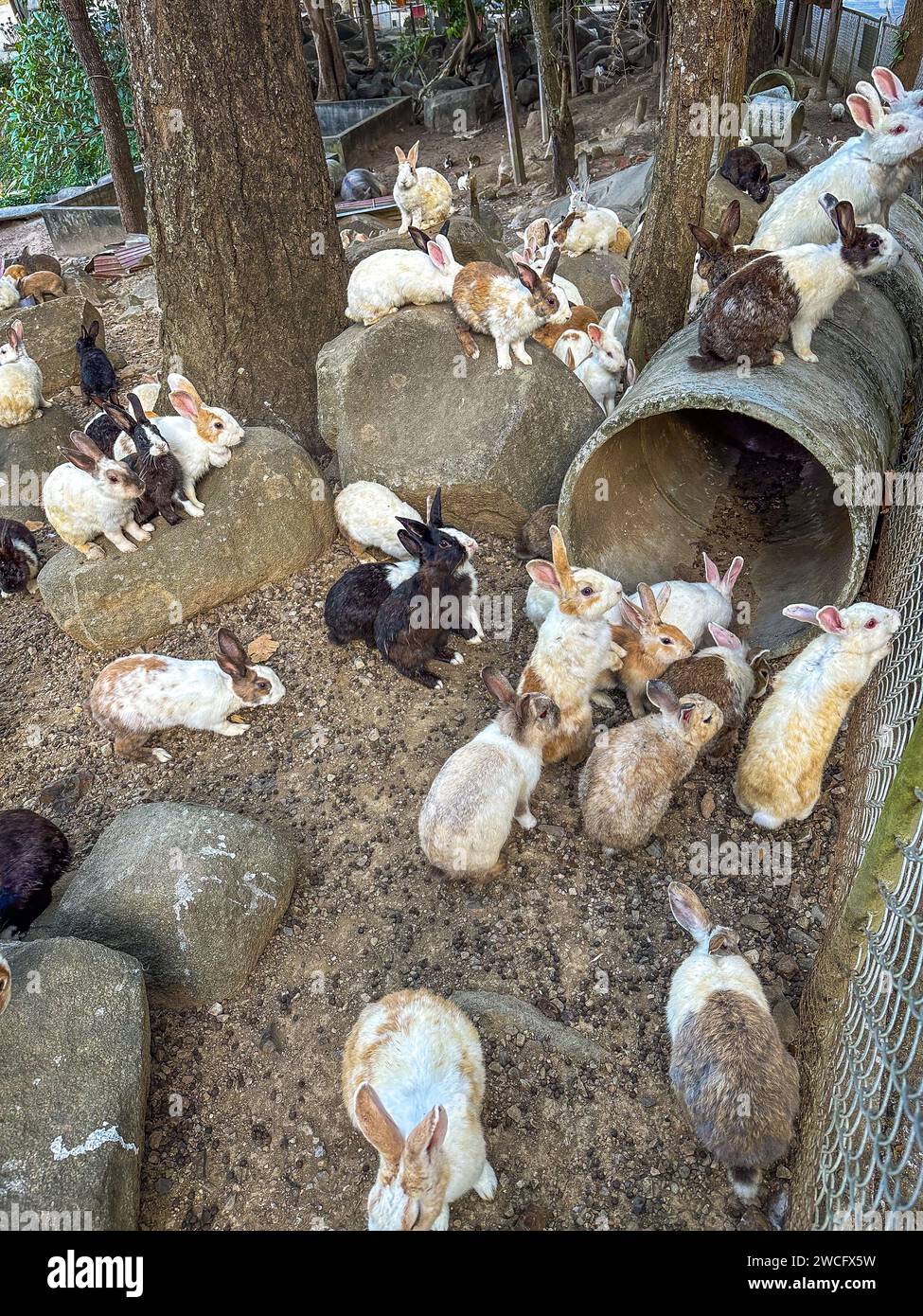 Wat Pra Putthabat Phu Kwai Ngoen, the rabbit temple, in Chiang Khan ...