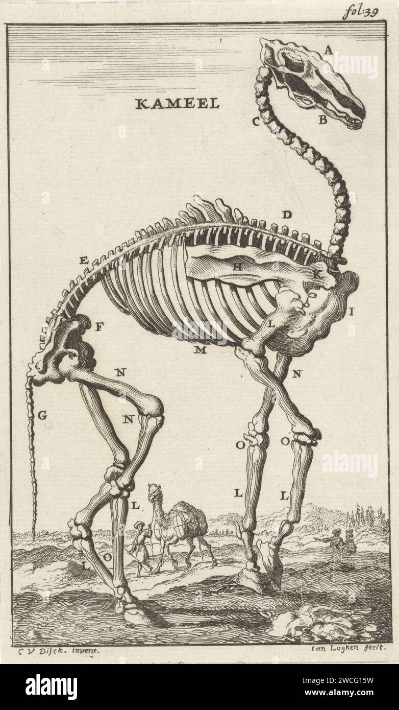 Engraving desert animal anatomy hi-res stock photography and images - Alamy