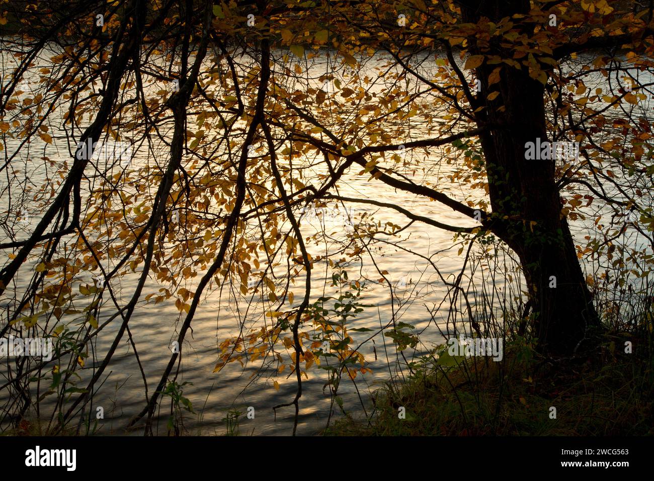 Tree on River Trail along St Croix River, St. Croix National Scenic ...