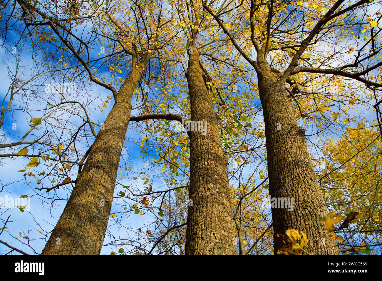 Forest along River Trail, St. Croix National Scenic Riverway, Wild ...