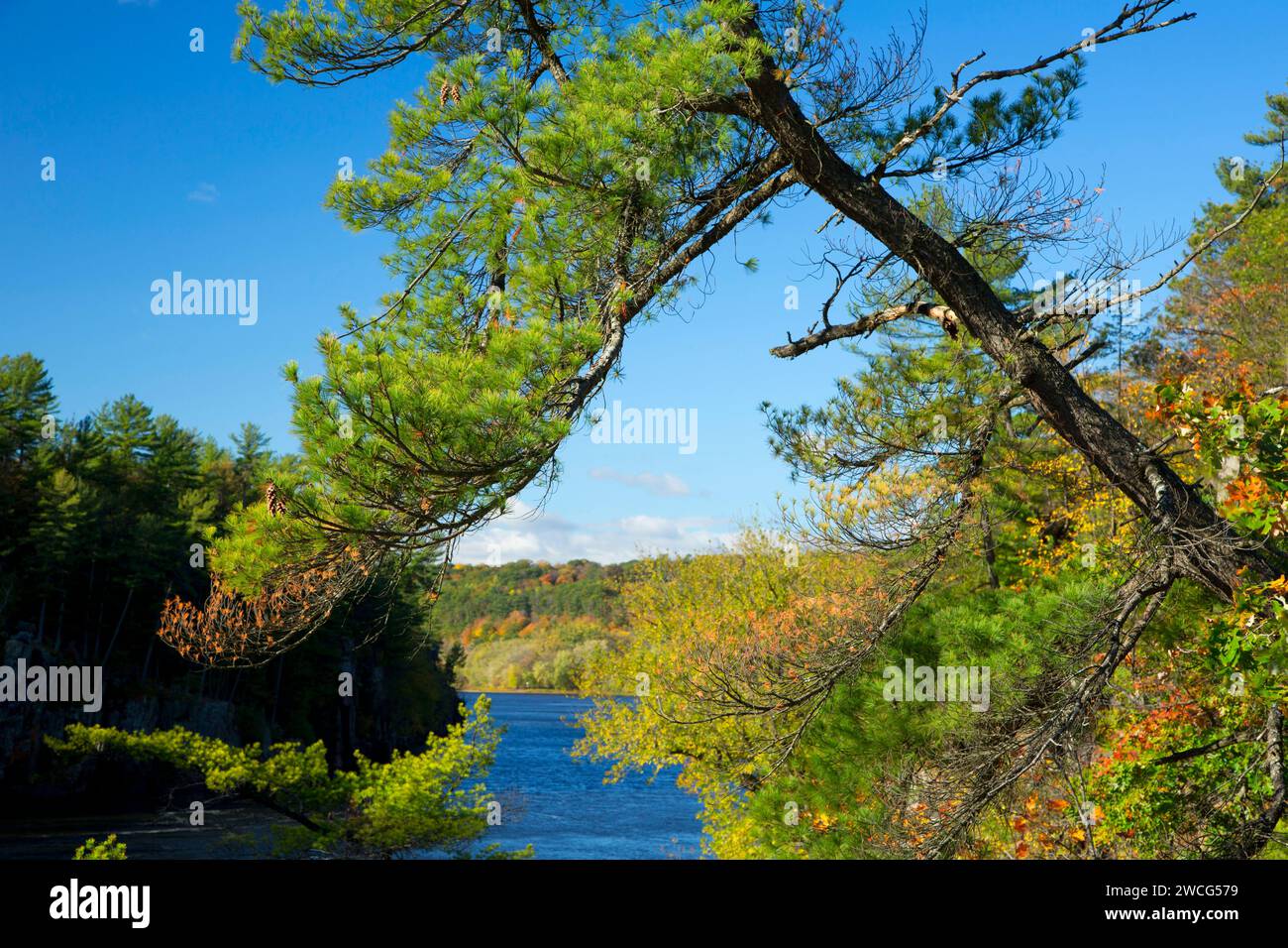 White pine along St. Croix River from Glacial Pothole Trail, St. Croix ...