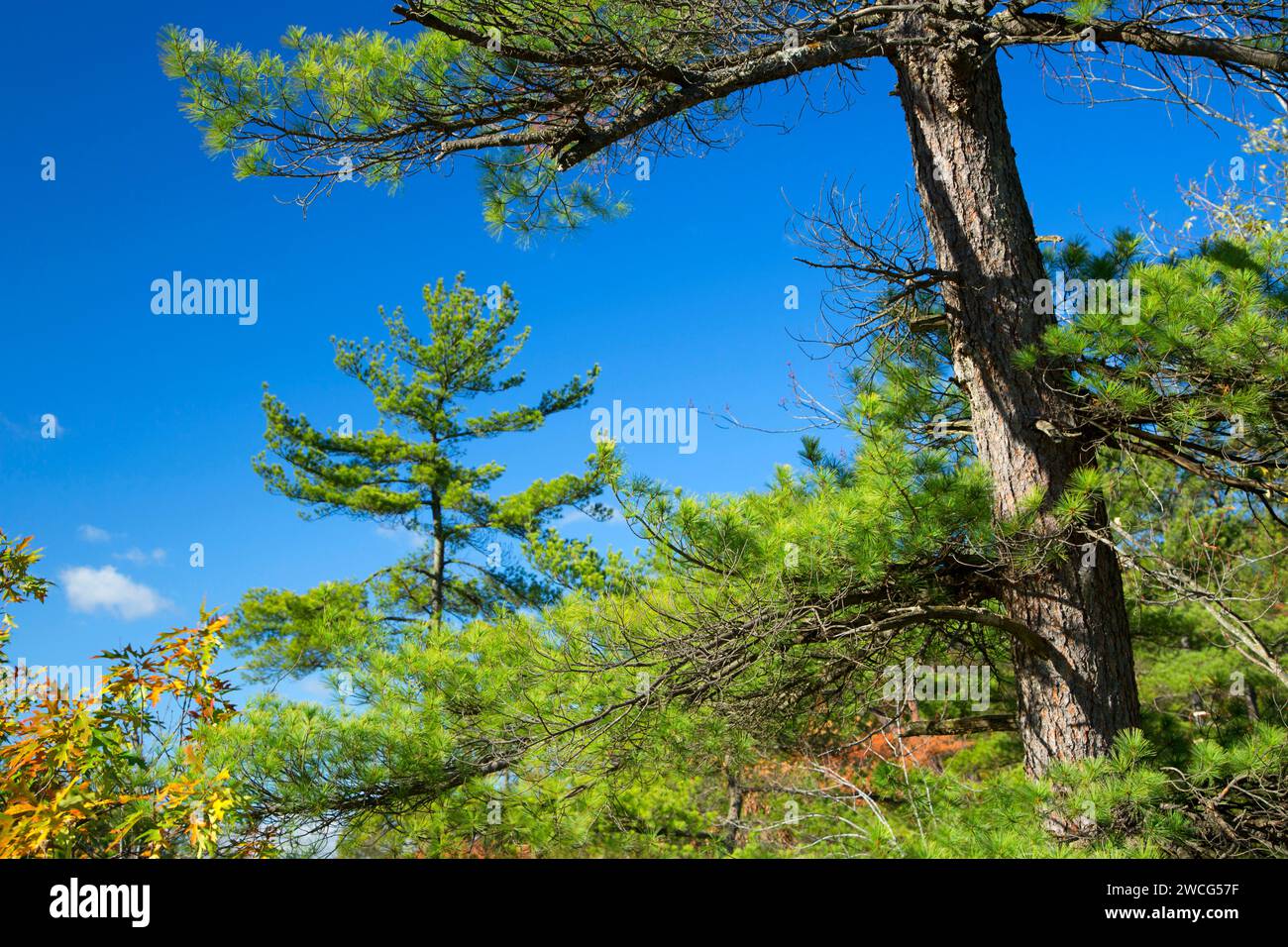 White pine along Glacial Pothole Trail, St. Croix National Scenic ...