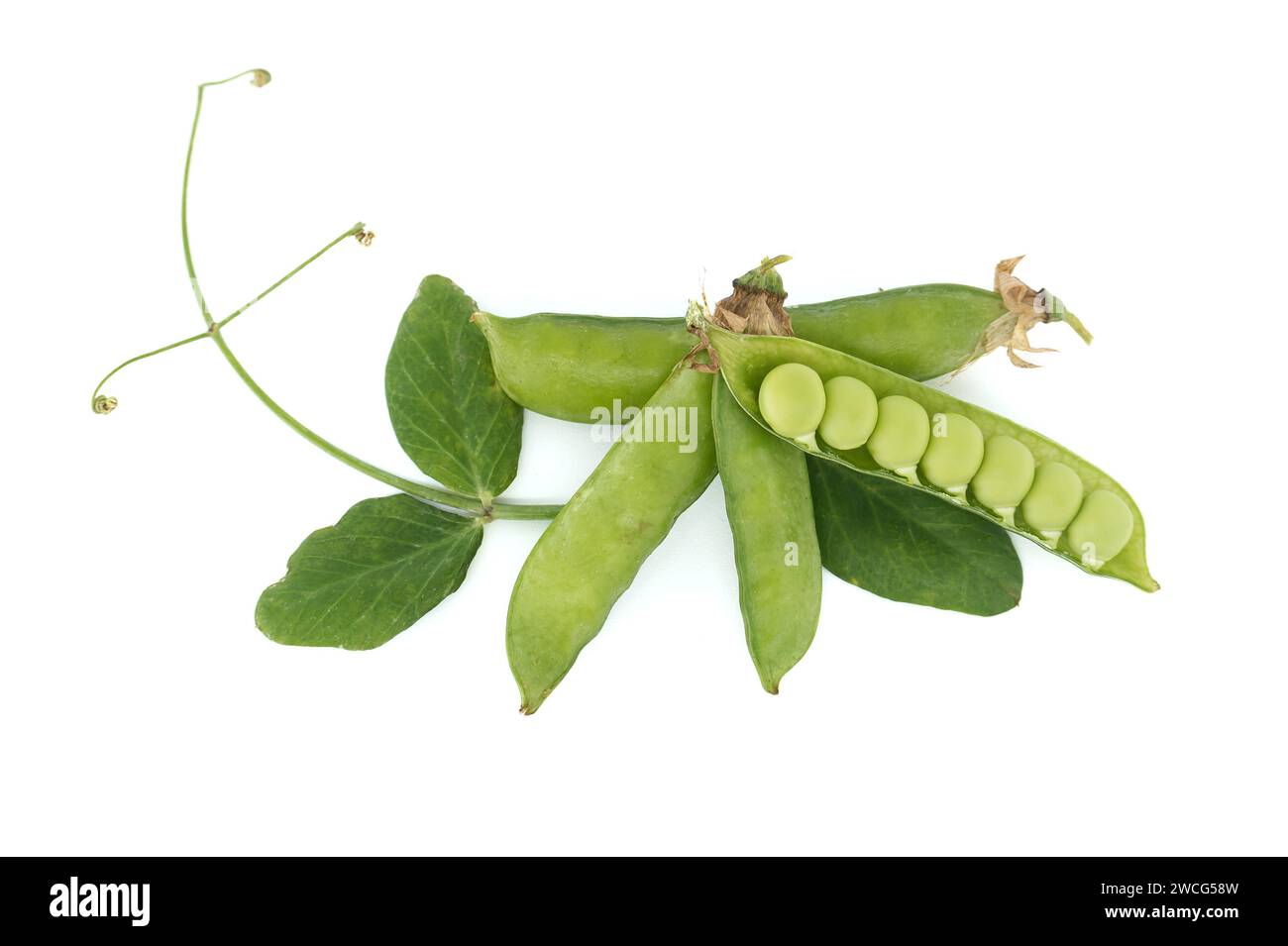 A tip of a leaf Cut Out Stock Images & Pictures - Alamy