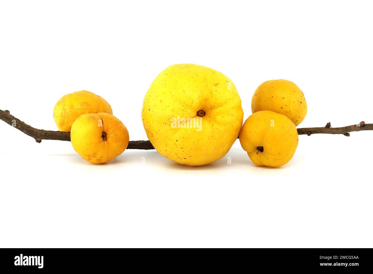 Bright golden-yellow quince fruits isolated on white background, full ...