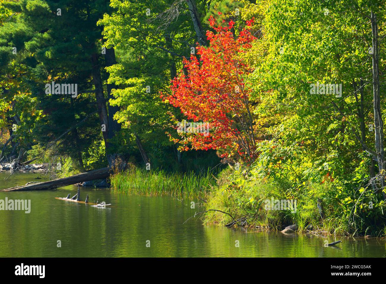 Loon Lake, Savanna Portage State Park, Minnesota Stock Photo - Alamy