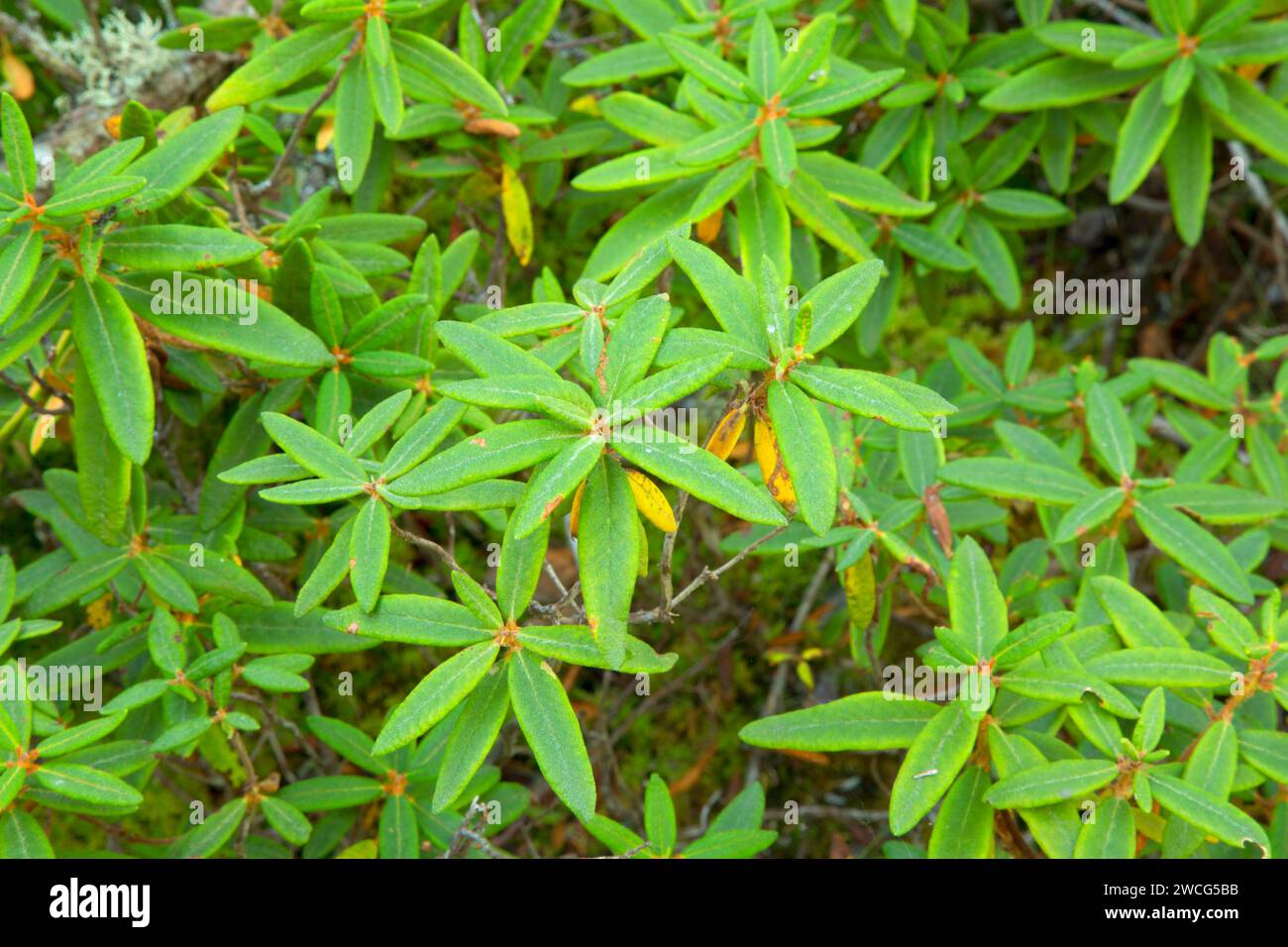Labrador tea along Interpretive Bog Boardwalk, Savanna Portage State ...