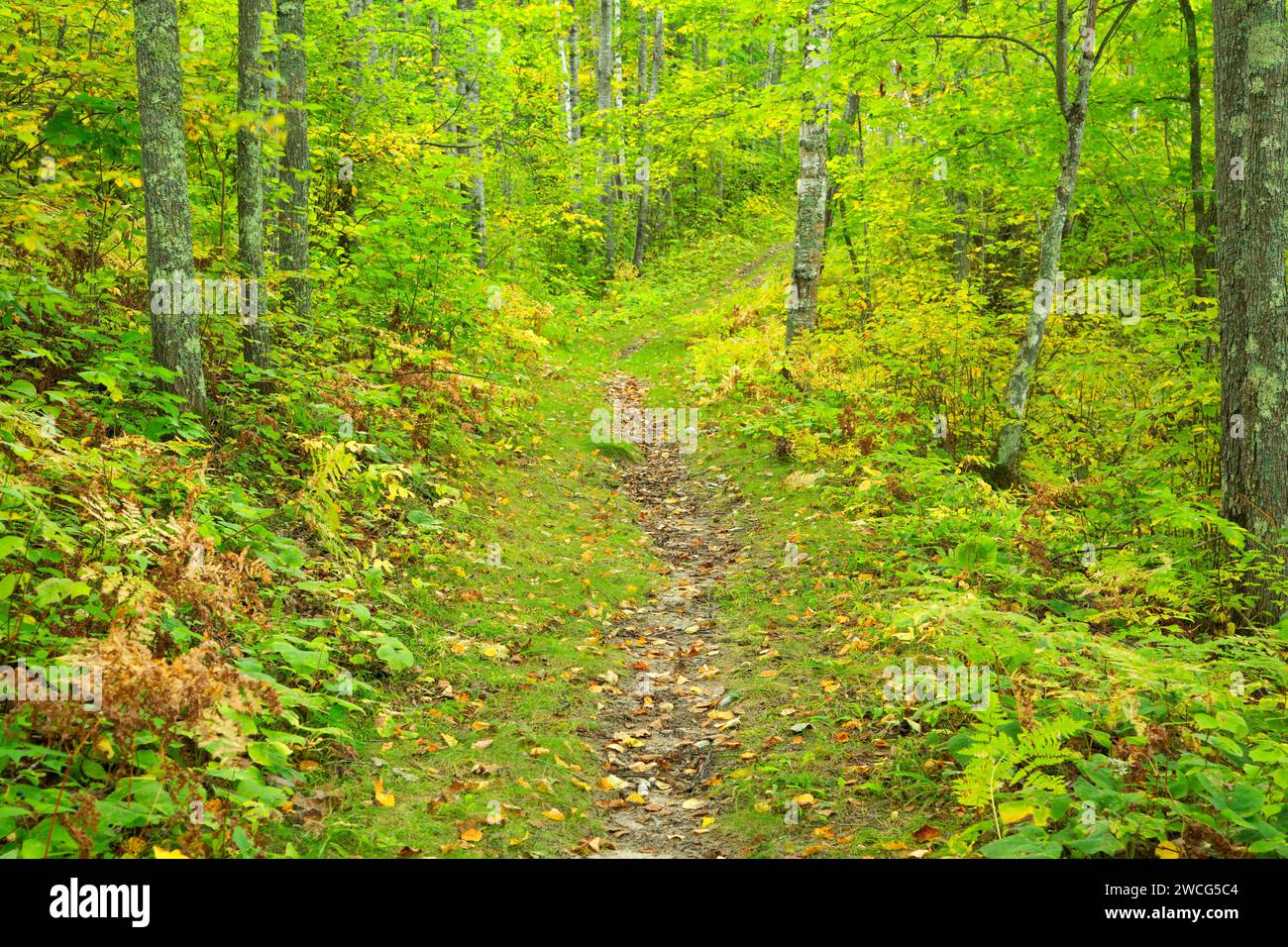 Chippewa national forest hi-res stock photography and images - Alamy